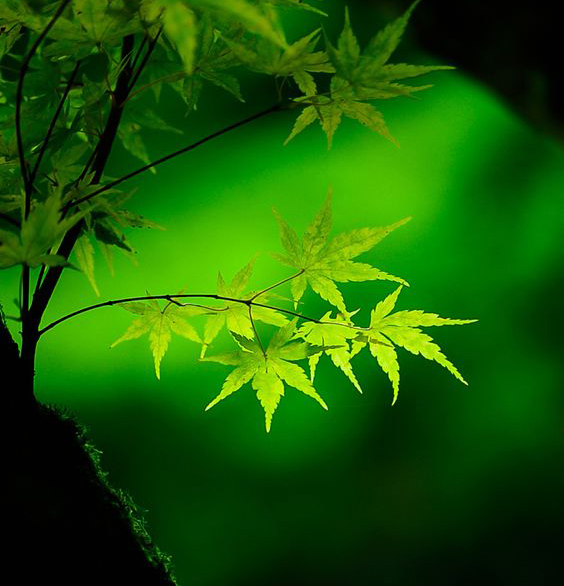 BRANCA DESIGN. – ブランカデザイン